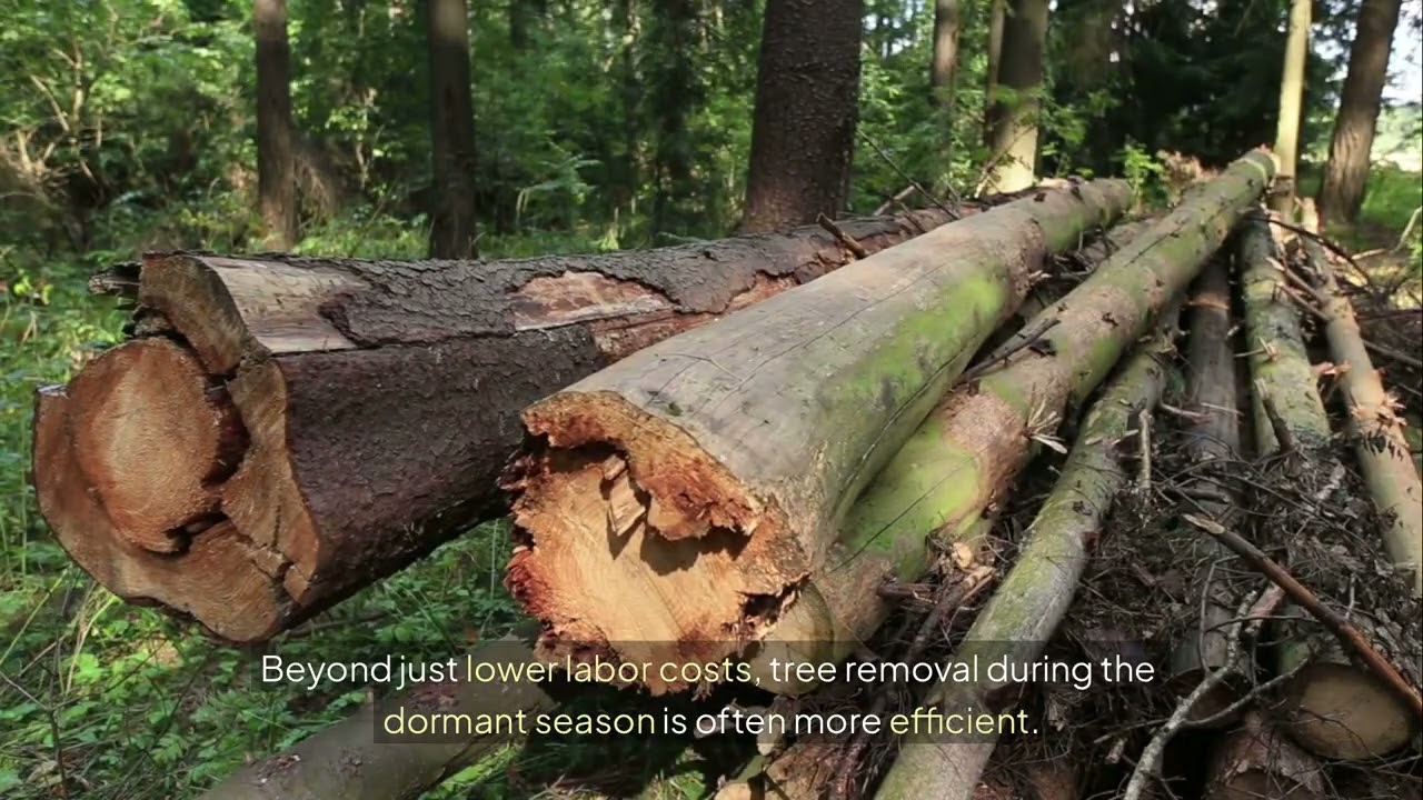 What Is the Cheapest Time of Year for Tree Removal in Melbourne FL?Plan-It Lawn & Landscape, LLC