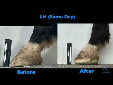 Ex-Racehorse with an Old Sesamoid Injury - To be Followed...