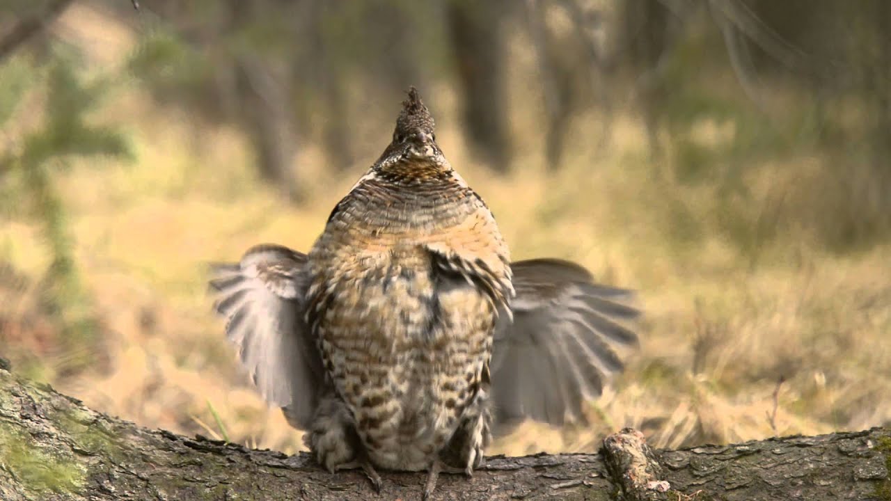 Male Ruffed Grouse Drumming