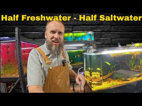 Setting Up a New Brackish Aquarium