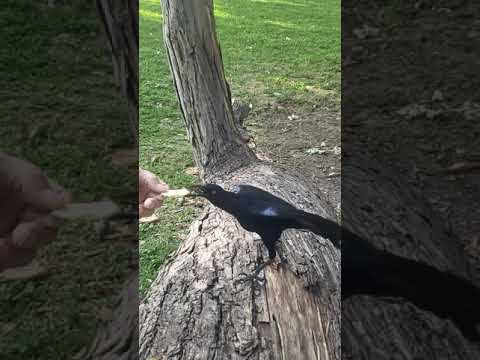 Blackbird grackle takes cracker and flies away in slow motion.