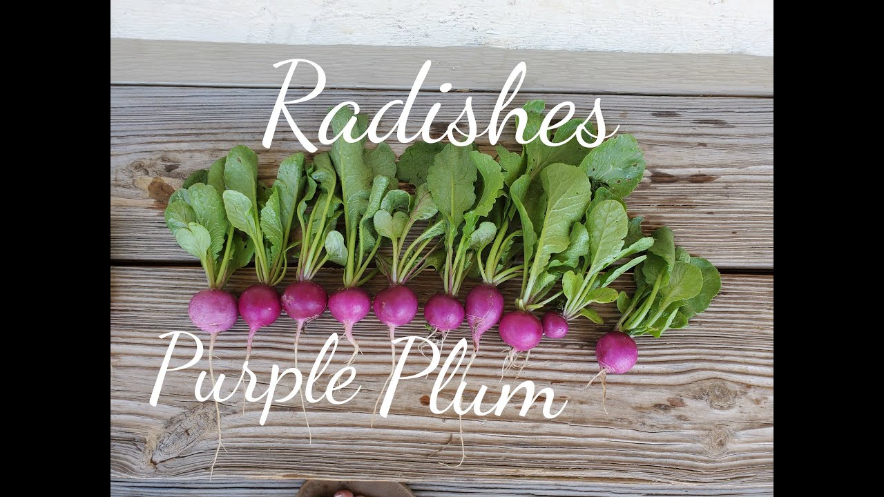 Purple Plum Radish Harvest and Taste Test