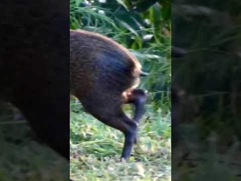 Agouti?! More like A BOOTY!!! 🍑 Animal Fact Files #animals #facts #wildlife