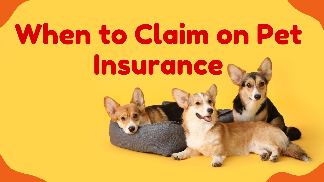When to Claim on Pet Insurance: Navigating the Claims Process🐶