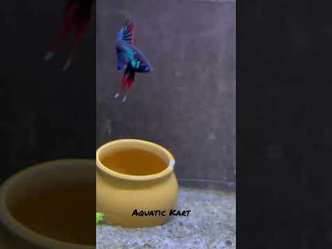 Wild betta Imbellis #aquariums #aquariumfish #betta #bettafish