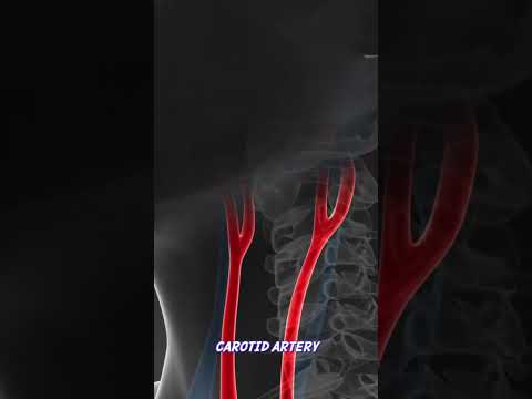 Root Word Series | CAROTICOS