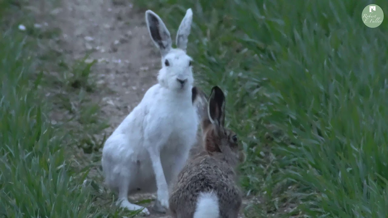 A Rare White Hare Revealed at Easter | Discover Wildlife | Robert E Fuller