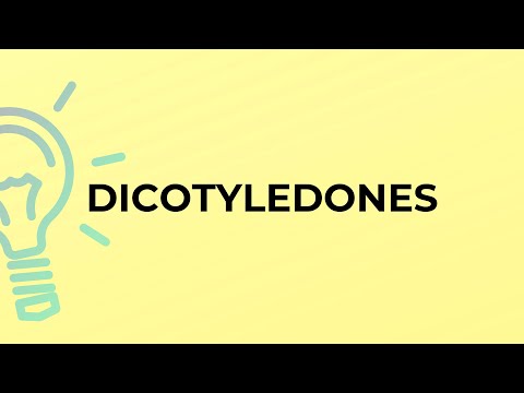 What is the meaning of the word DICOTYLEDONES?