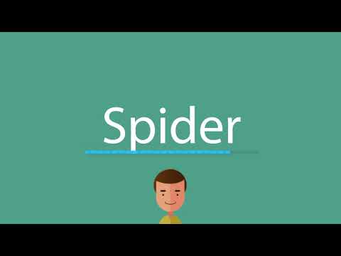 How to say Spider