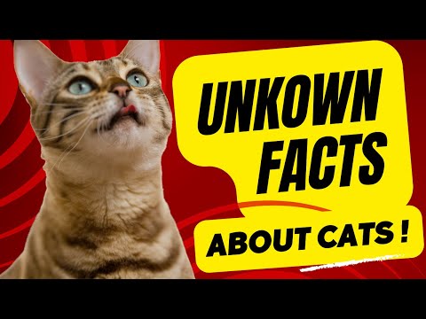 UNKNOWN FACTS ABOUT CATS - Cat's Knowhow