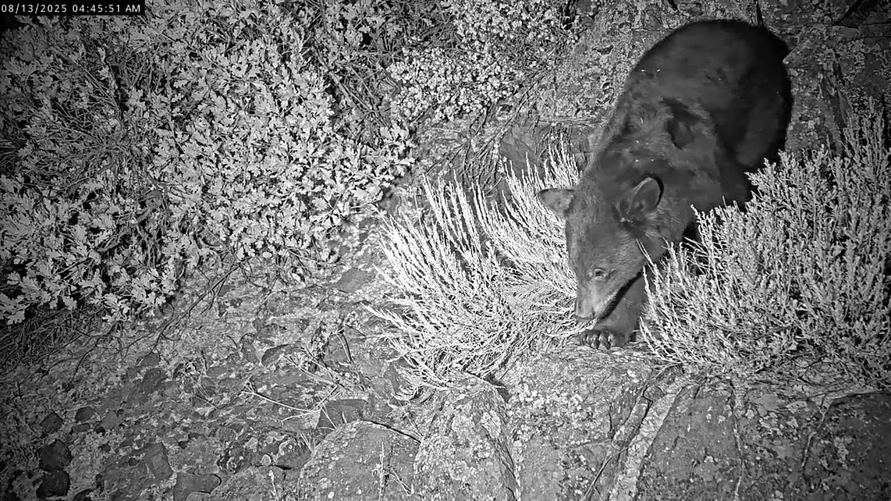 A fascinating BIG visitor to the snake den