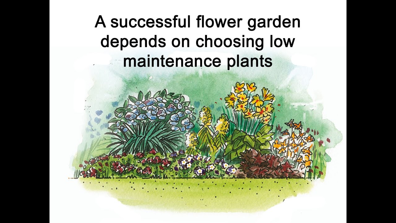18.3 Flowers: Low maintenance plants