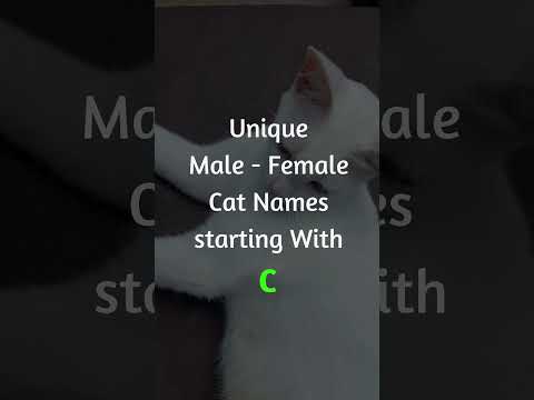 10 Unique Cat Names Starting With C #shorts
