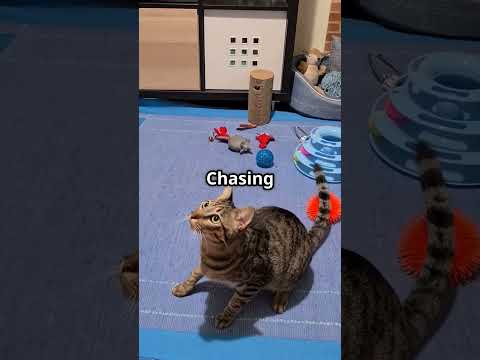 🐱 Why Your Startup Failed! 💼