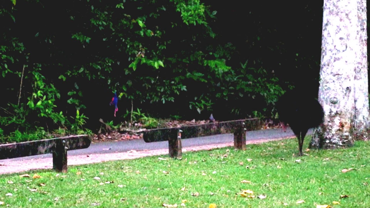 Cassowary Fight