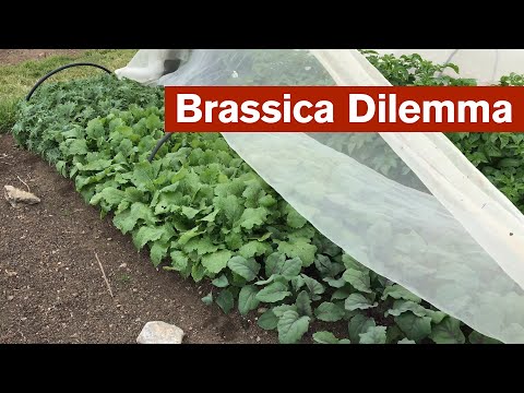 The Brassica Dilemma