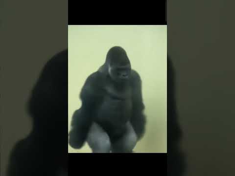 gorilla funny walk