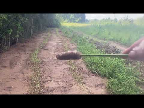 Seeding a pond with cattails