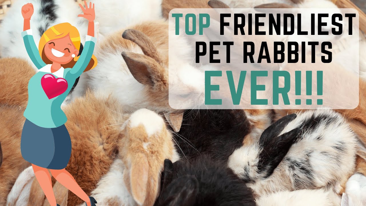 How to Pick a Pet Rabbit: 11 of the Friendliest Bunnies!
