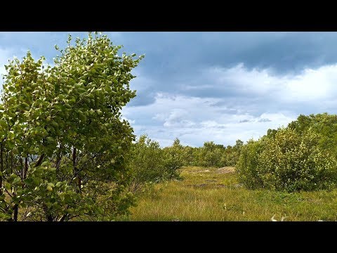 Nature sound of wind blowing in the trees on a cloudy day