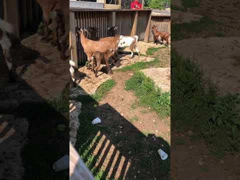 Goats & Pigeons