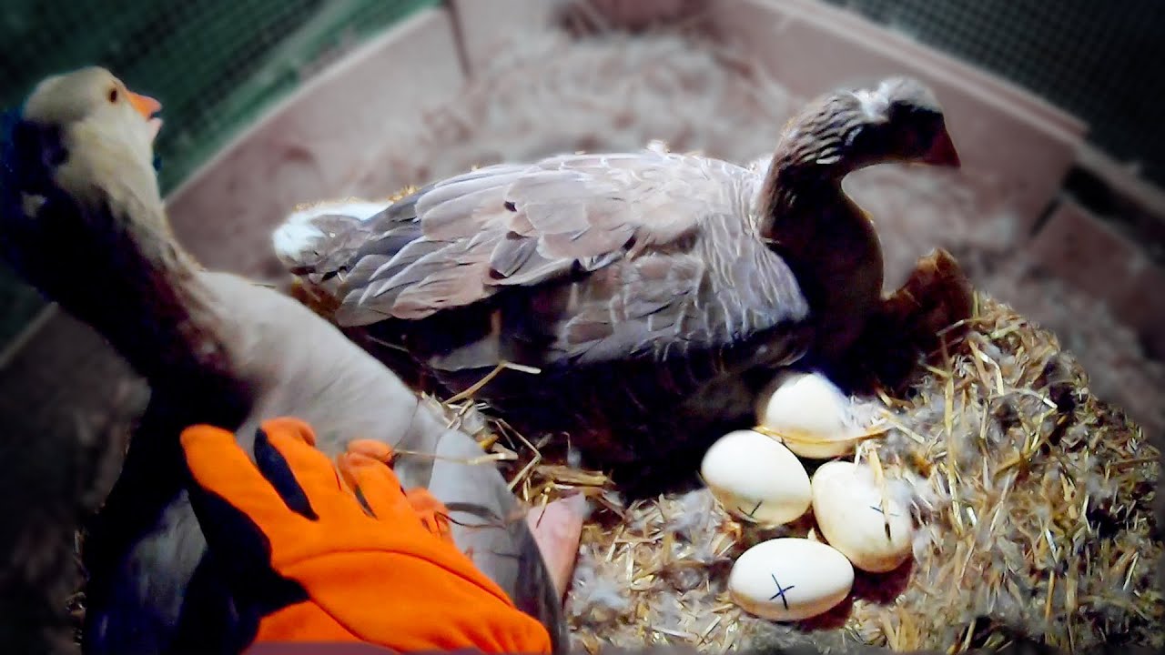 Geese Hatching Goose Eggs (Start to Finish)