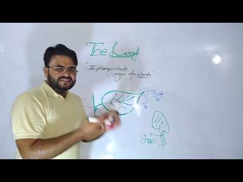 Moon Academy | structure and functions of plants leaf | what is leaflets