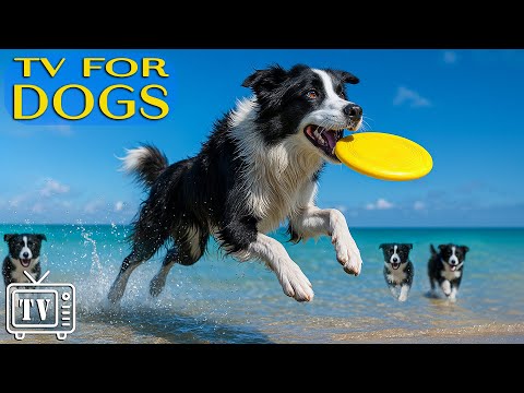 Soothe Dog’s Anxiety: Dog TV for Dogs Home Alone with Calming Music & Boredom-Busting Videos for Dog