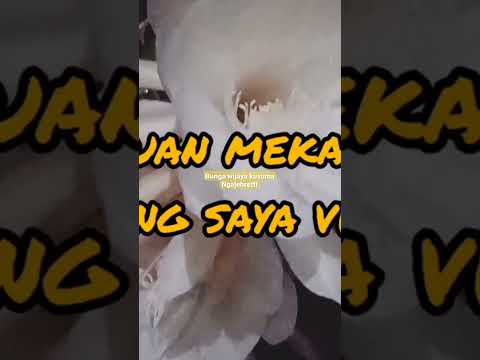#totorial#memergoki#bunga #sedangmekar#wijayakusuma #dimalamhari #subhanallah #gembira #bahagia#fyp