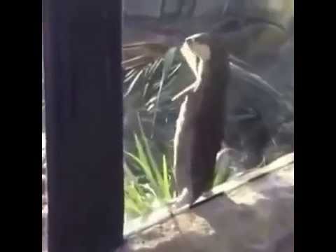 Steam Community :: Video :: Nutria bailando