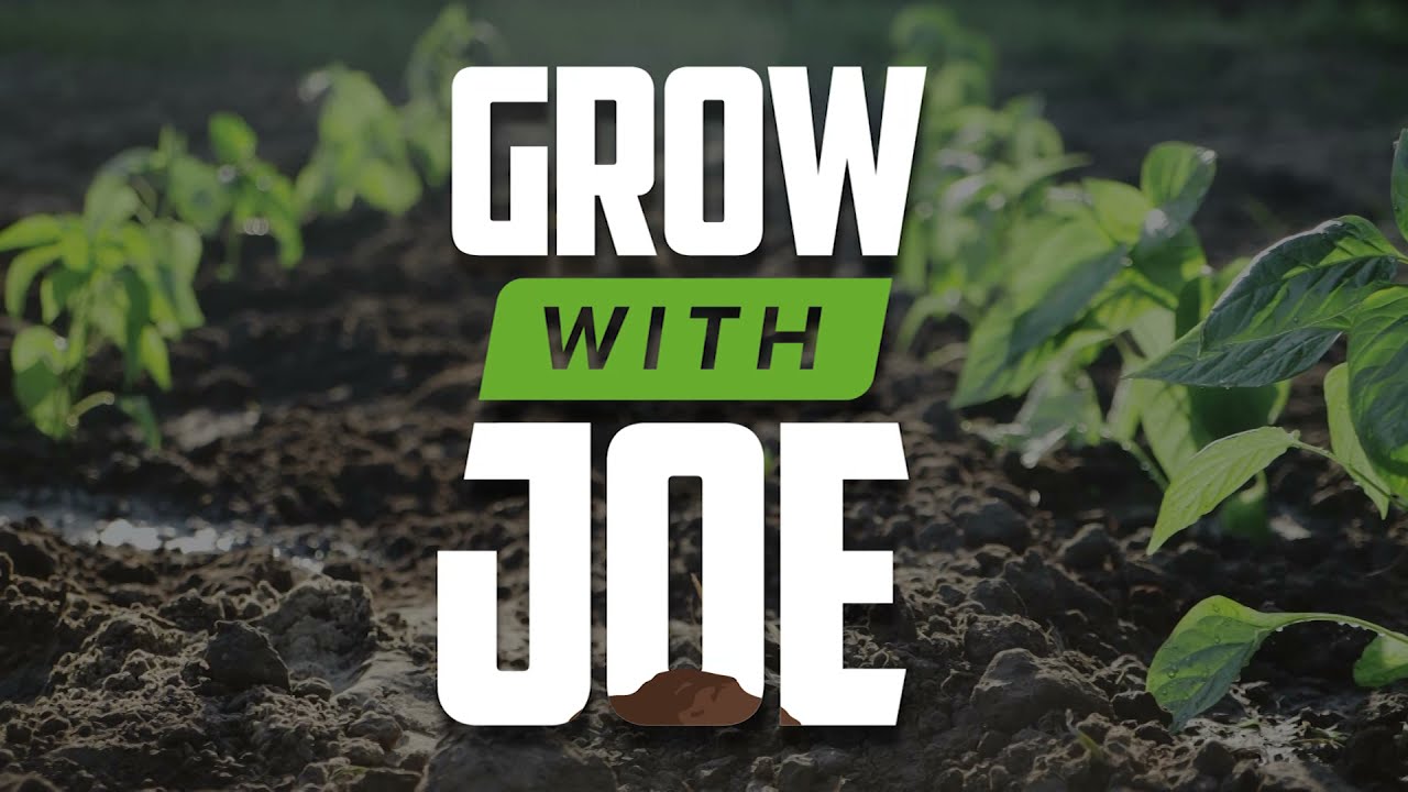 Grow with Joe - The Best Fertilizers for Hot Peppers, When to Fertilize, and Crucial Plant Nutrients