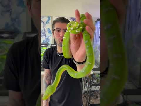 3 Things To Love About Emerald Tree Boas ๐๐ #reptiles #amazon #love #pets