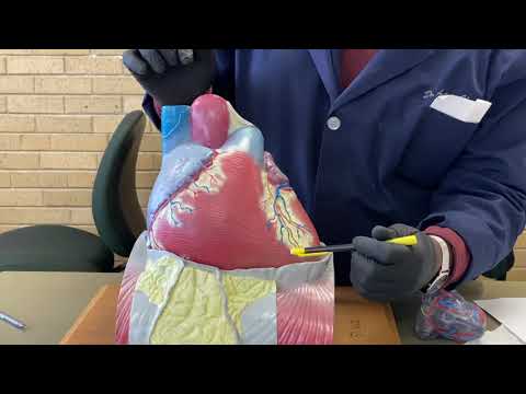 The Heart Sulci