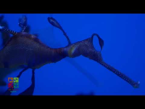 You Otter Know: Weedy Sea Dragon