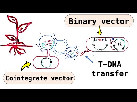 Plant cloning vectors - Disarmed Ti plasmid, Cointegrate vectors, Binary vectors - T DNA transfer
