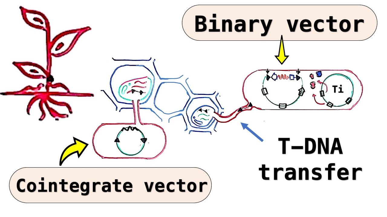 Understanding Plant Cloning Vectors: Disarmed Ti Plasmids, Cointegrate ...