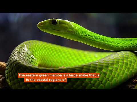 Check Out These Ssseriously Cool Eastern Green Mamba Facts