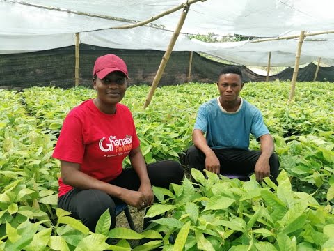 Welcome To Ghana’s 600,000 Seedling Production Centre In Kumasi || A Profitable Agric Business