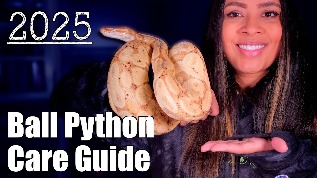 Ball Python Care Guide 2025