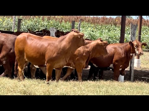 Beefmaster, Simbrah, Santa Gertrudis or Santa Gertrudis Hereford Cross ...