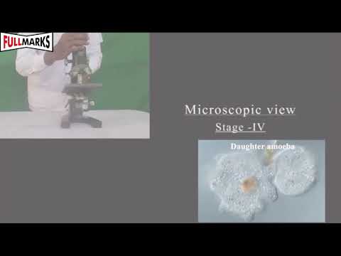 Experiment No. 12 (Binary Fission in Amoeba and Budding in Yeast) Video ...