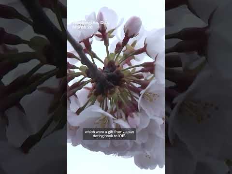 Washington, D.C.'s cherry blossoms hit peak bloom