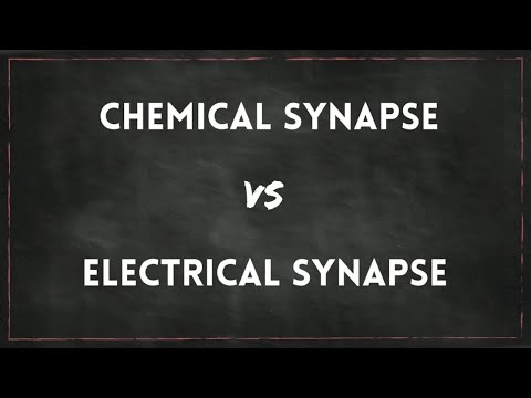 Chemical Synapse vs Electrical Synapse (Animation Assignment BIO 621)