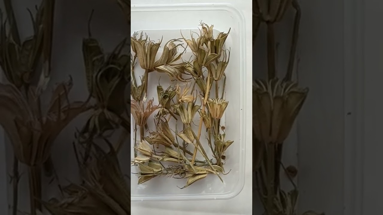 Dried Flower Nigella First Head Bunga Kering Asli Box Hias Dekorasi Rumah Pesta