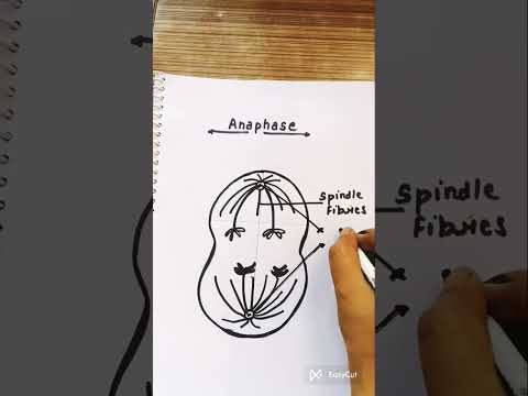 Anaphaseeasydiagram#shortsvideo#shorts#anaphase#structure#diagram#bio#reels#viral#video#youtube