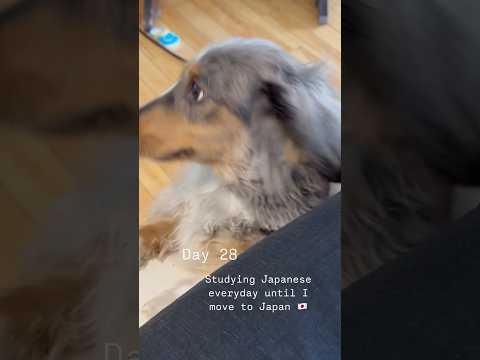 Day 28: Studying Japanese everyday until I move to Japan #dog #japan #studywithme #studyvlog #anime