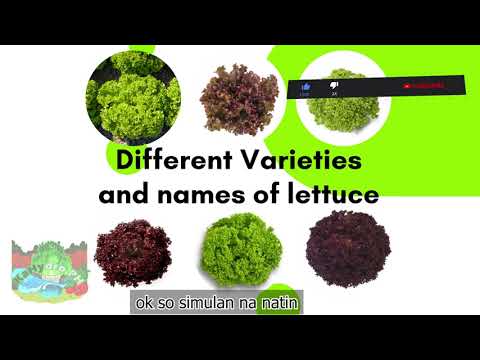Types of Lettuce I Different Variety of lettuce | Kinds of lettuce | Tagalog