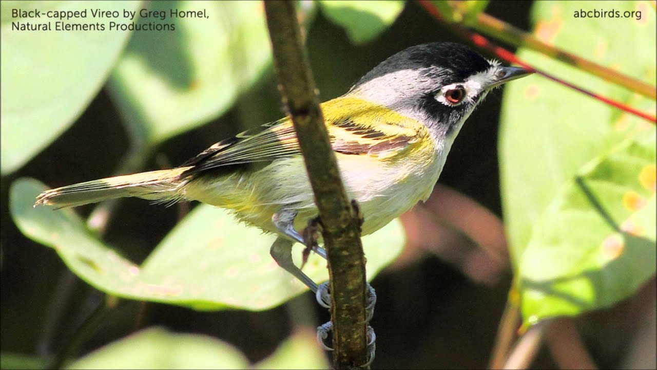 Black-capped Vireo