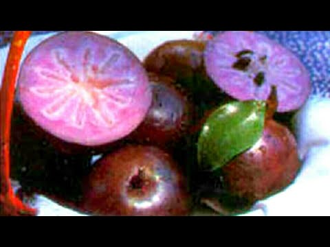 Health benefits of eating star Apple
