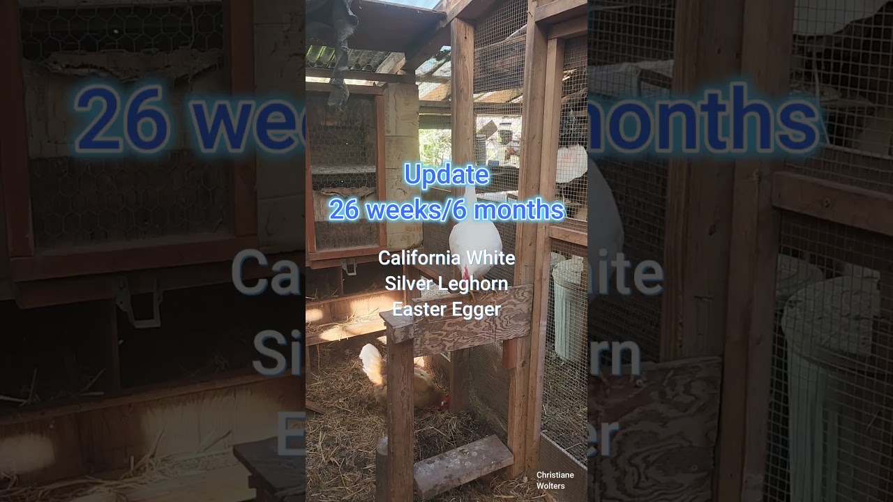 6 month update: Silver Leghorn, California White, Easter Egger